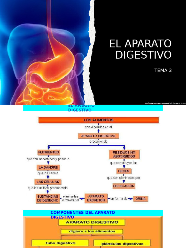 El Aparato Digestivo | PDF | Digestión | Sistema digestivo humano