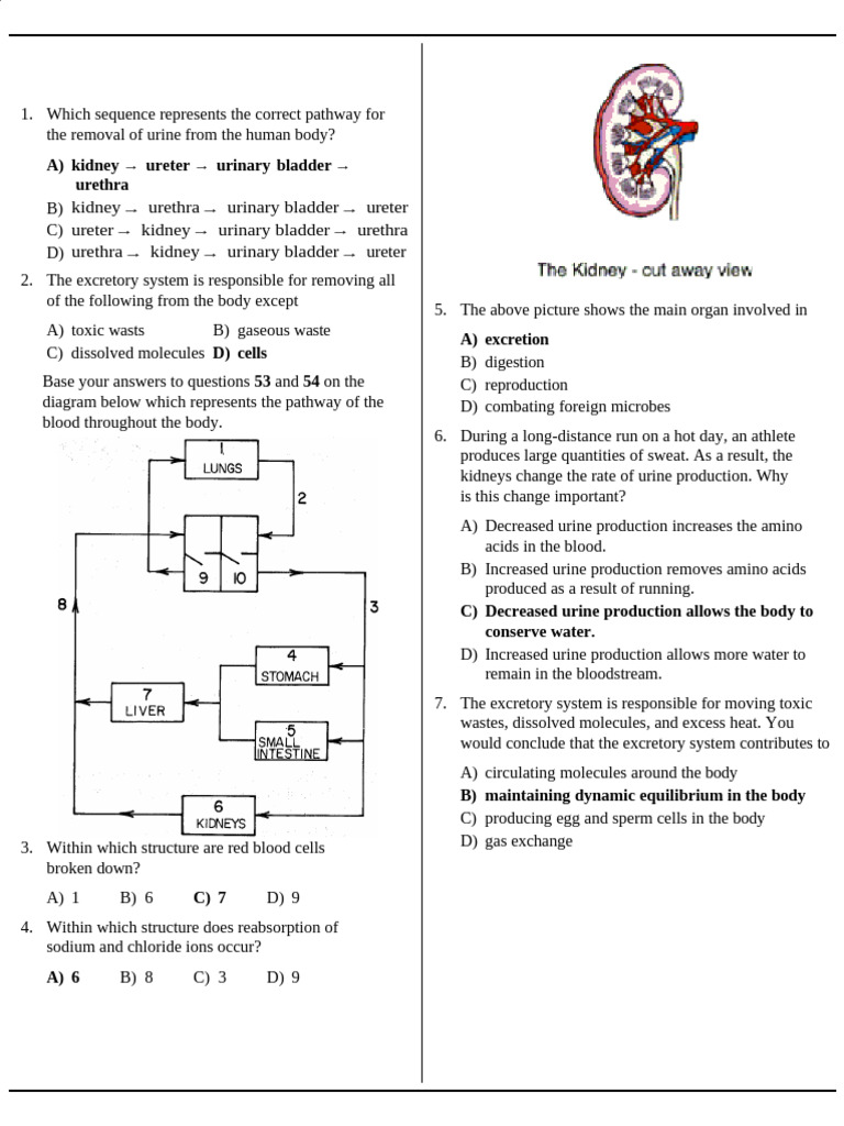 Urine Pathway and Excretory Functions | PDF | Urine | Kidney