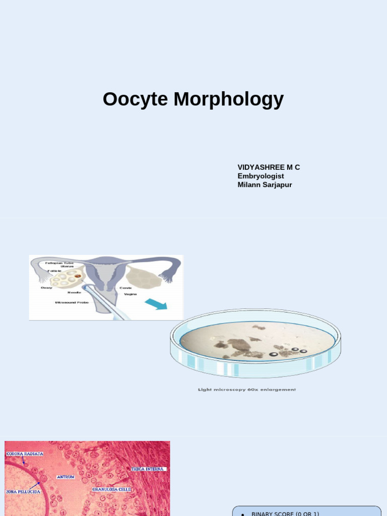 Oocyte Morphology - Abnormalities MSC | PDF | Fertilisation | Cell Membrane