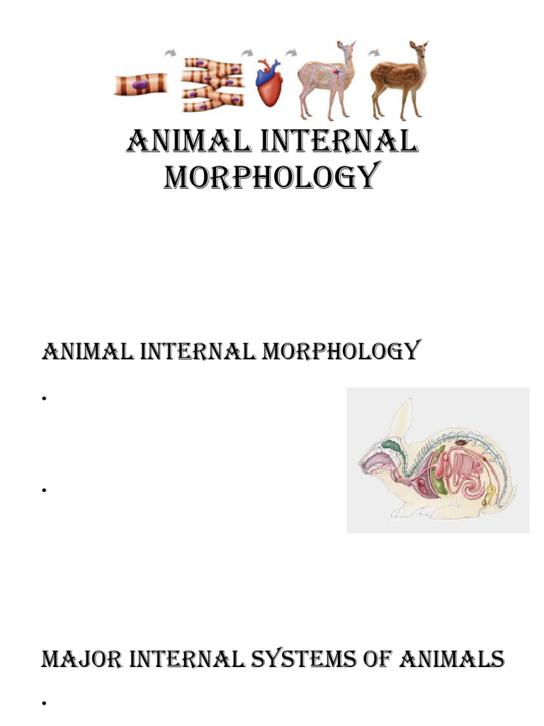 Animal Internal Morphology Overview | PDF | Respiratory System ...