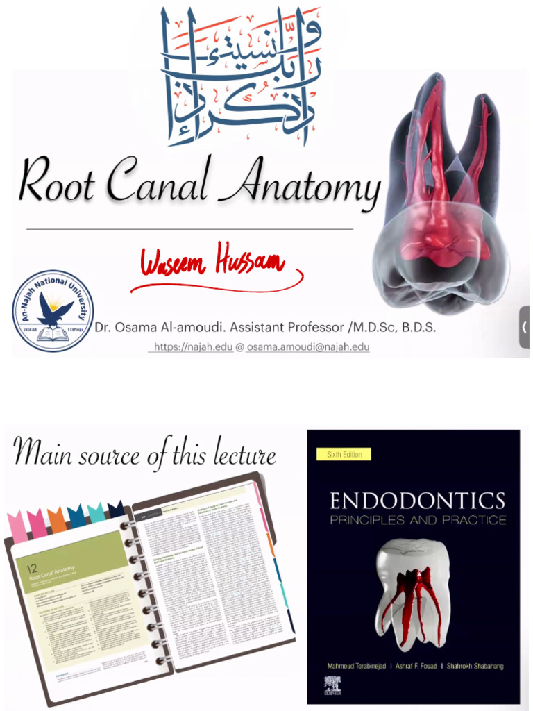 Lect.2 Root Canal Anatomy | PDF