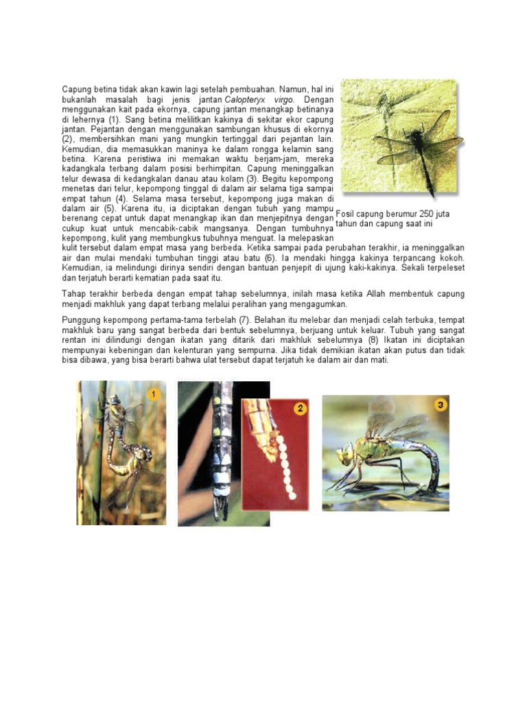 Capung | PDF | Griya & Taman | Dewasa Muda