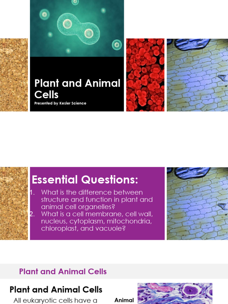 Kesler PlantandAnimalCells | PDF | Cell (Biology) | Cytoplasm