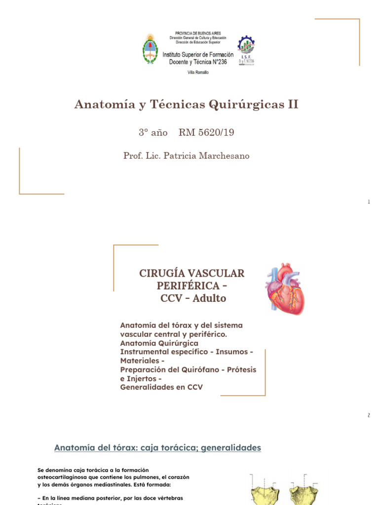 Cirugía Vascular Ccv - Material de Estudio 22025 (1) | PDF | Aorta | Vena
