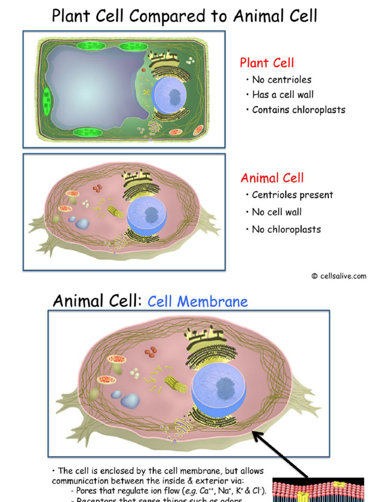 Animal Cell Model | PDF