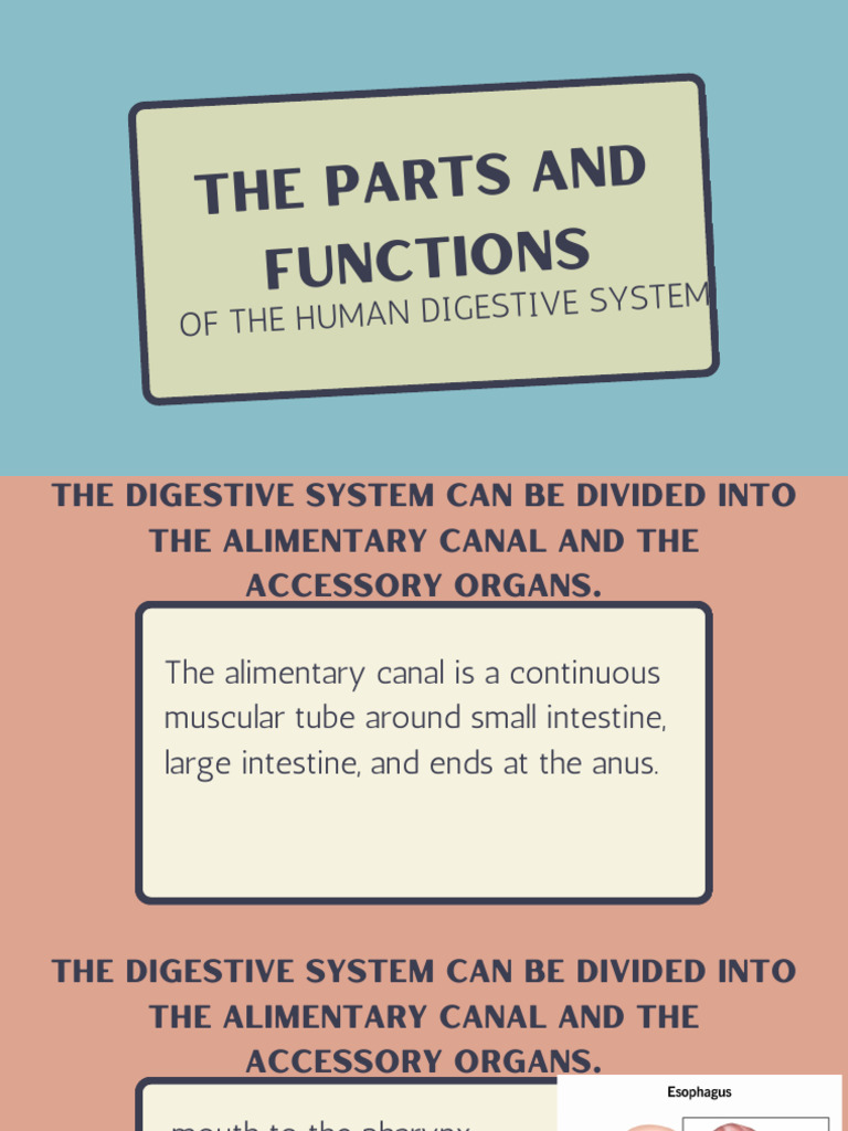 The Parts and Functions Digestive System | PDF | Human Digestive System ...
