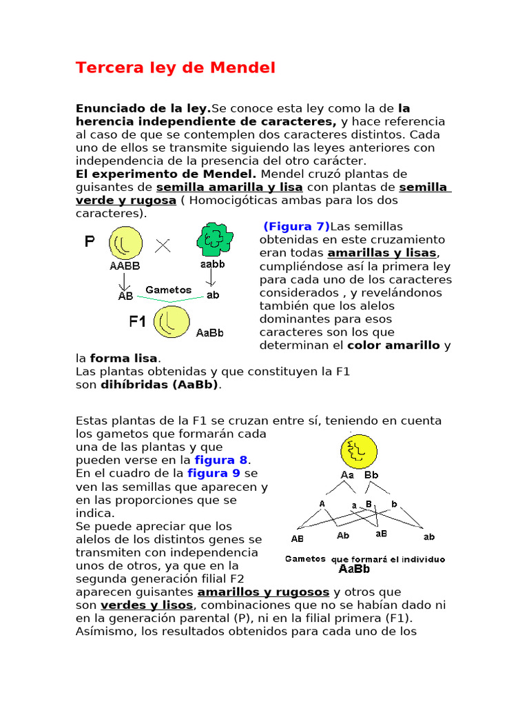Tercera Ley de Mendel: Herencia Independiente | PDF