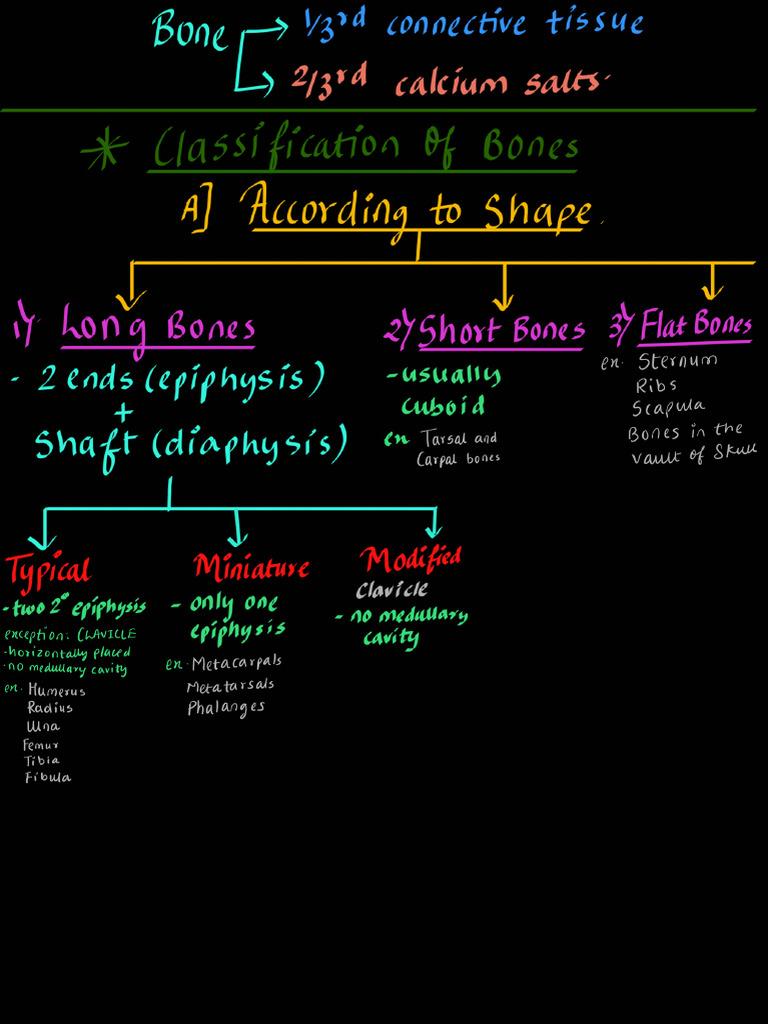 General Anatomy - Skeleton | PDF