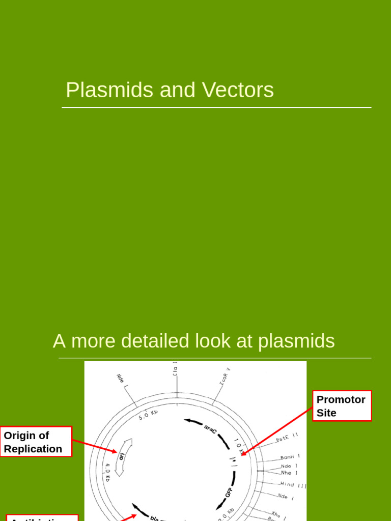 Plasmids and Vectors | PDF | Molecular Cloning | Plasmid