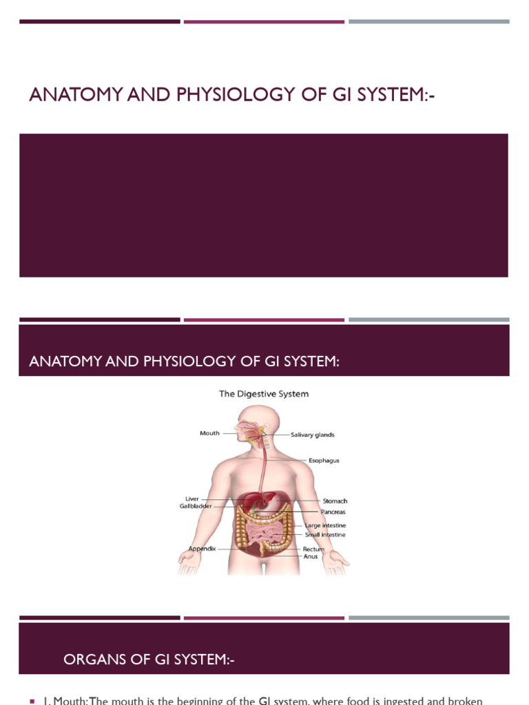 GI System Anatomy and Physiology Guide | PDF | Human Digestive System ...