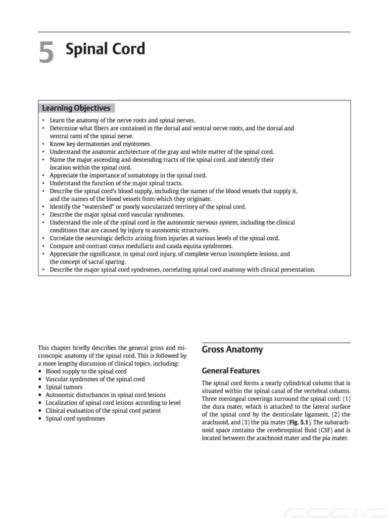 Principal Dermatomes Overview | PDF | Spinal Cord | Nervous System