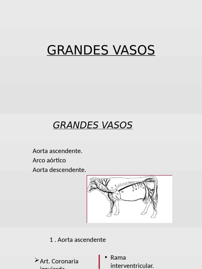 Grande Vas | PDF