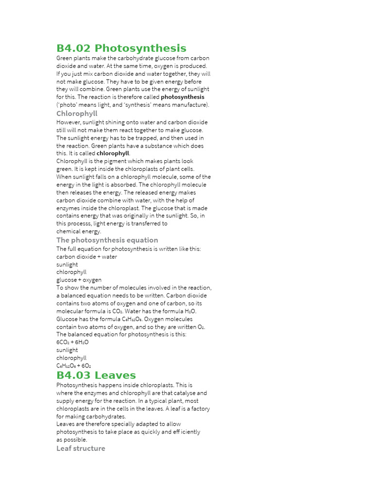 Understanding Photosynthesis in Plants | PDF | Leaf | Photosynthesis