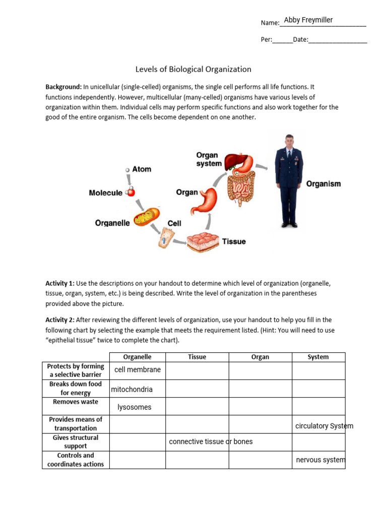 Levels of Organization | PDF | Human Body | Skeletal Muscle