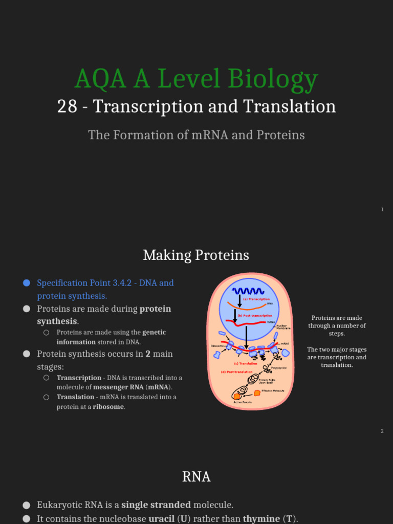 Transcription and Translation in Biology | PDF | Translation (Biology) | Messenger Rna
