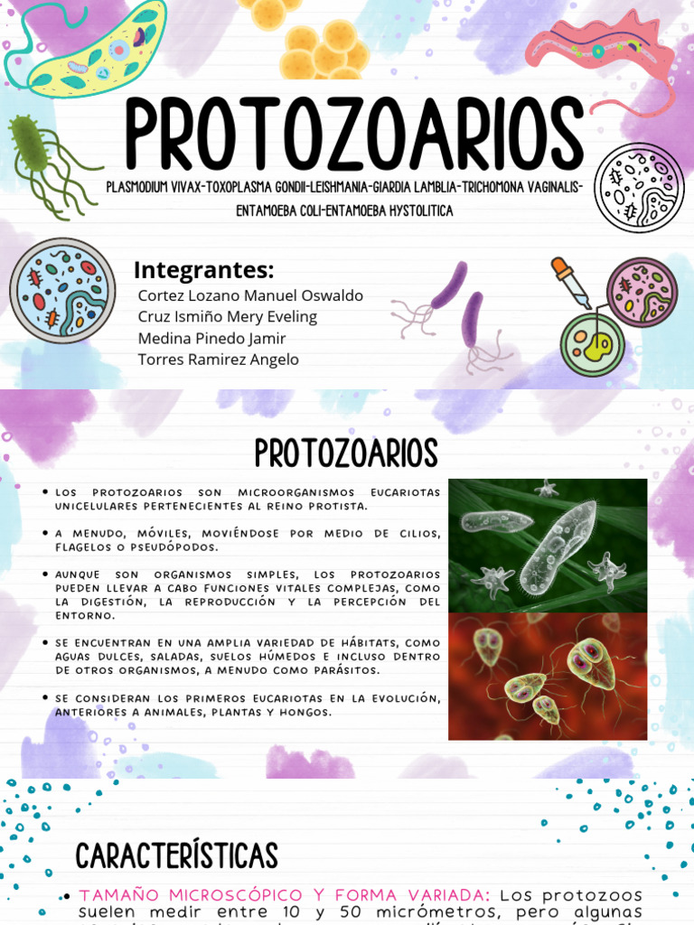 PROTOZOARIOS | PDF | Biología