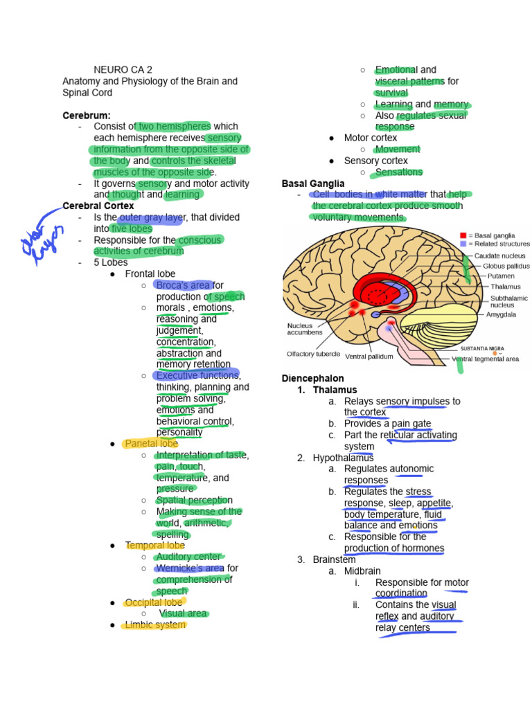 Brain and Spinal Cord Anatomy Overview | PDF | Cerebral Cortex ...