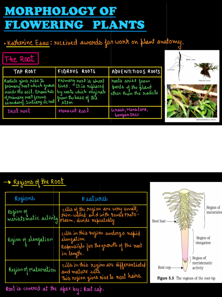 Morphology Notes Removed | PDF