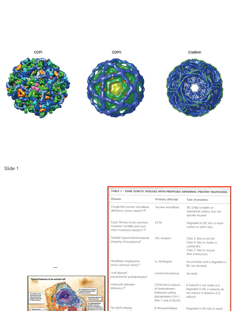 Lecture 20 (Transmembrane Proteins, Golgi, COP) | PDF | Vesicle ...