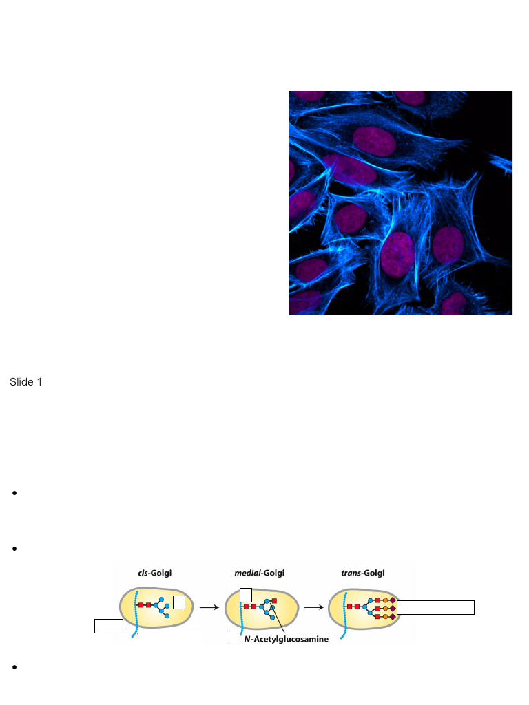 Lecture 21 (Endocytosis, Autophagy, Cytoskeleton) | PDF | Lysosome ...
