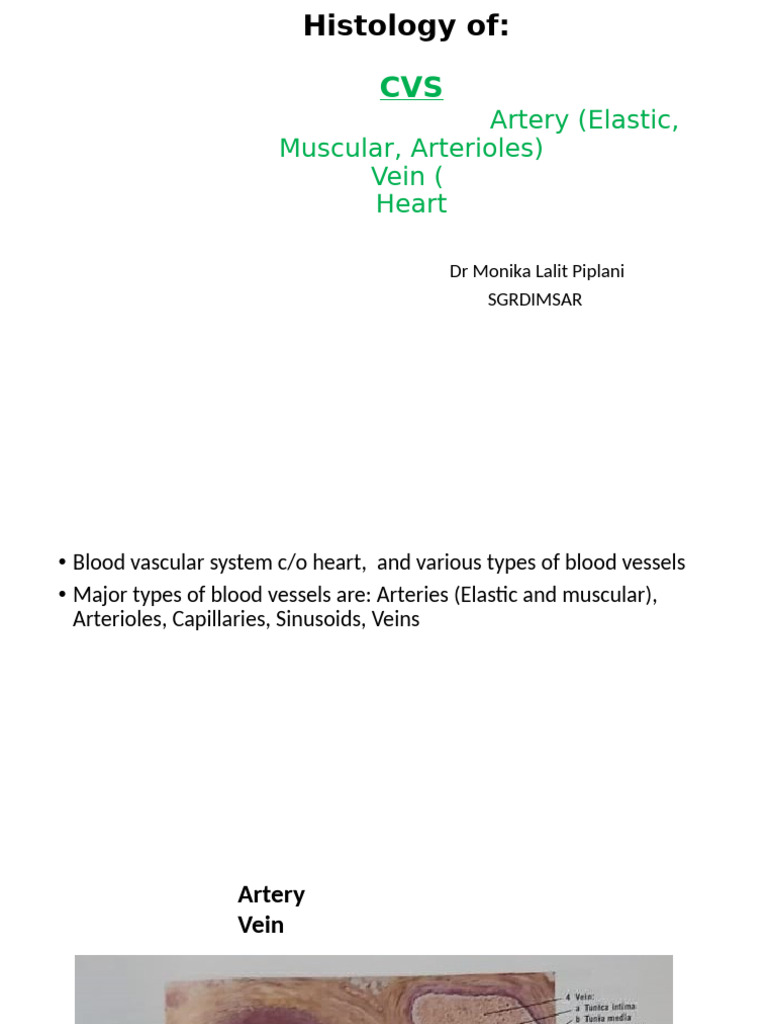 Histology ..CVS(Aretry,vein,heart) | PDF | Artery | Vein