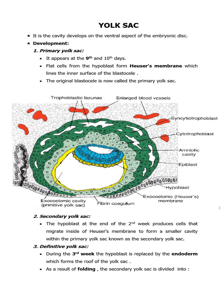 General Embryo Yolk Sac | PDF