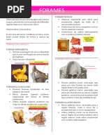 Forames Do Crânio | PDF | Neuroanatomia | Anatomia humana