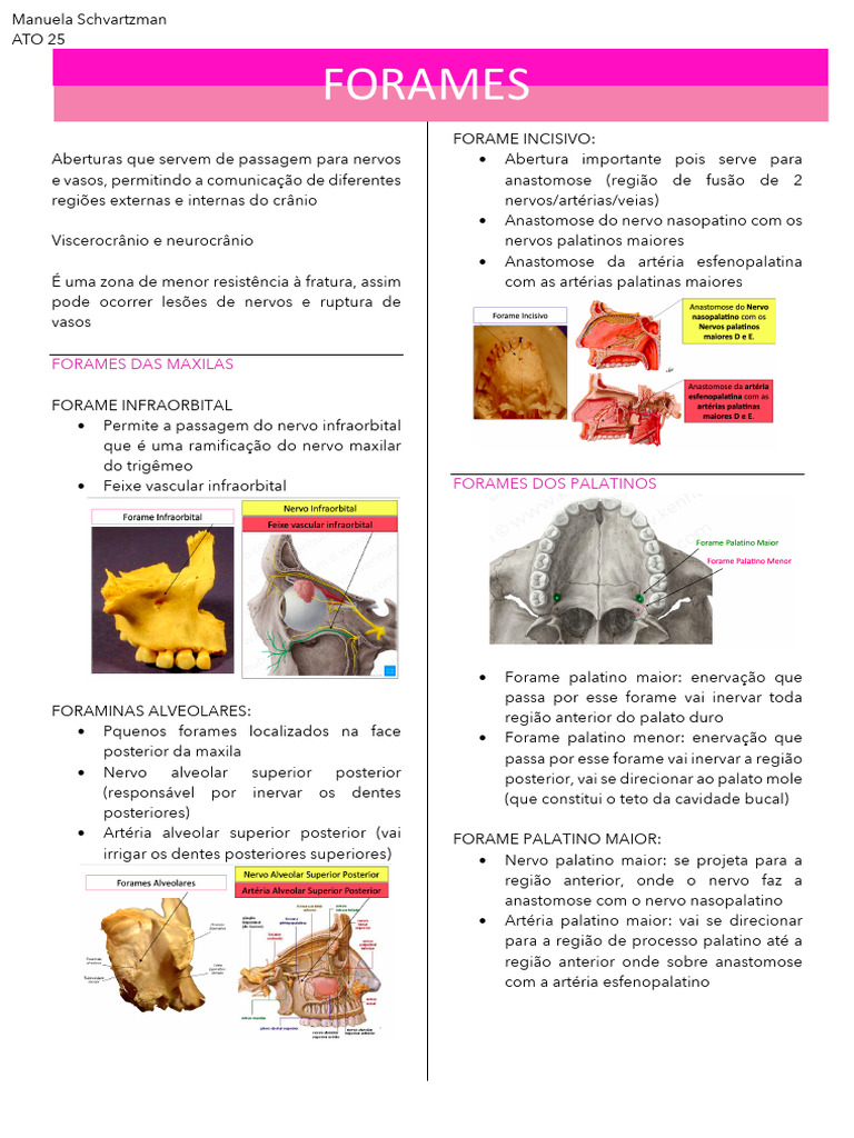 Forames Cranianos: Funções e Localizações | PDF | Anatomia humana ...