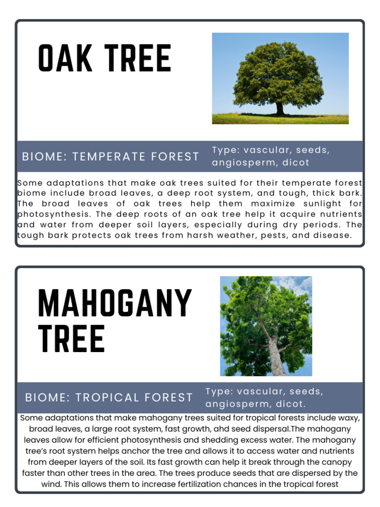 Plant Adaptation Trading Cards | PDF | Trees | Seed