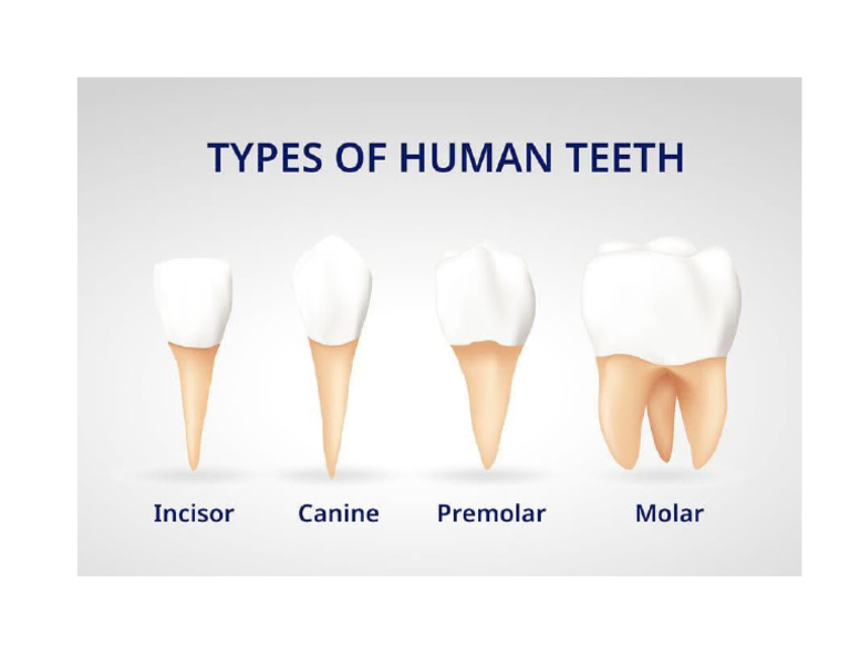 Types of Teeeth | PDF