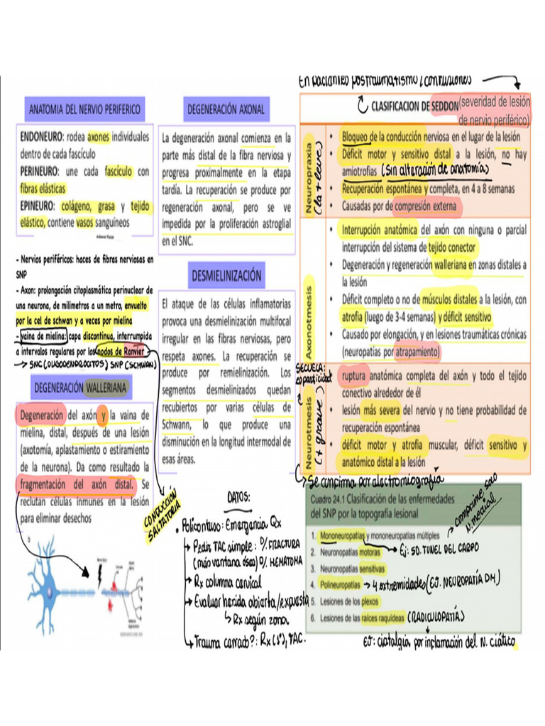 Resumen Neuro Final | PDF