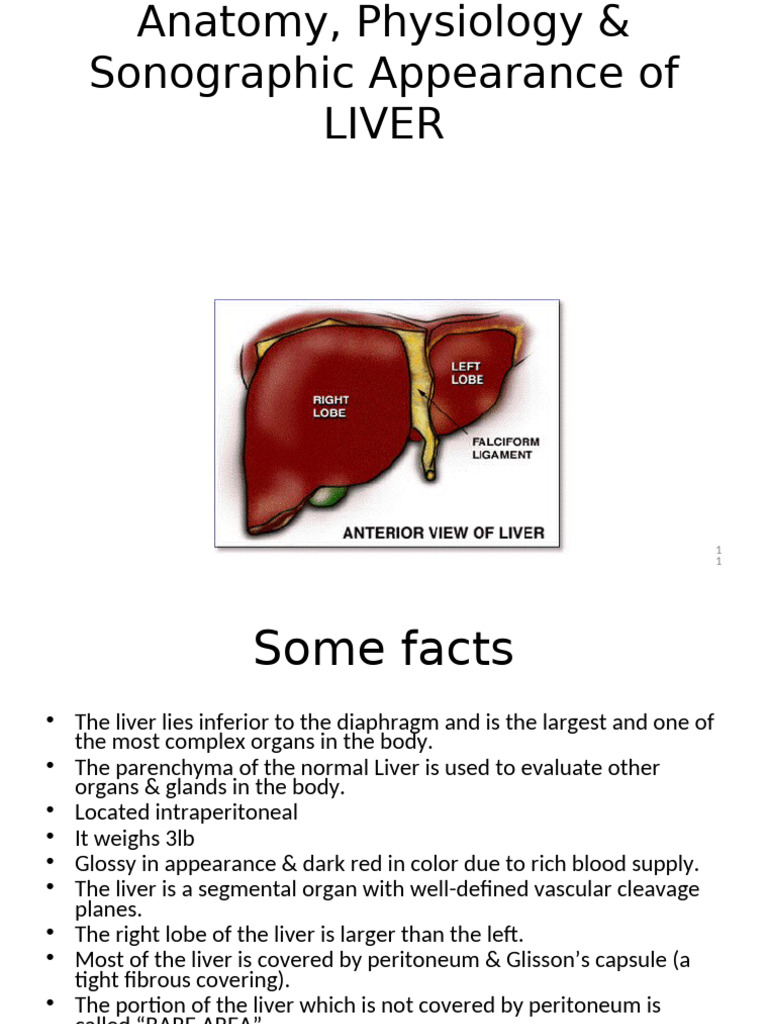 Main Lobar Fissure in Liver Anatomy | PDF | Liver | Vein