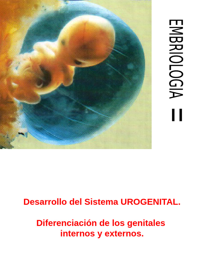Desarrollo del Sistema Urogenital | PDF | Testículo | Sistema reproductivo