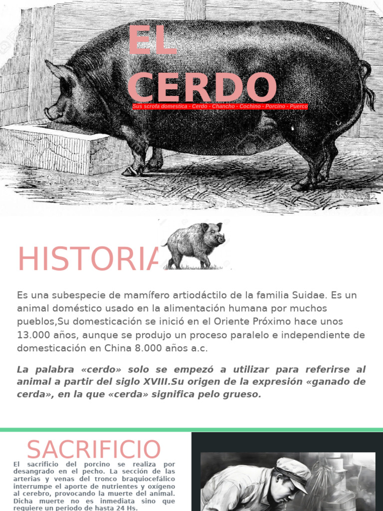 El Cerdo - Tecnicas Grastronomicas - Cesde 2 | PDF | Cerdo ...