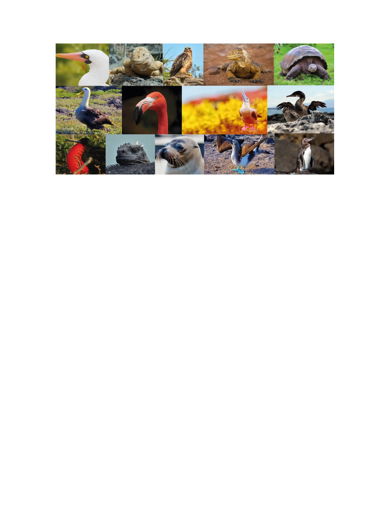 Region Insular | PDF