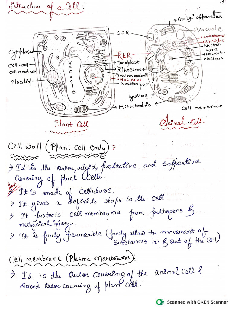 CELL (ICSE CLASS 9) PART 2 | PDF