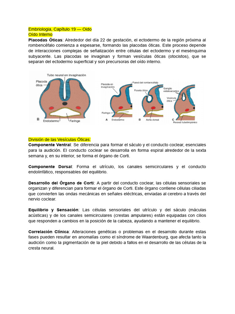 Oido - Capítulo 19 (Embrio) | PDF | Escuchando | Oído
