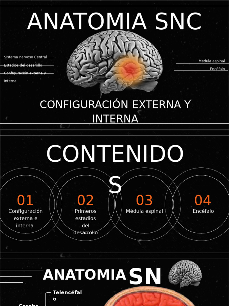 SNC Anatomia | PDF | Médula espinal | Cerebelo