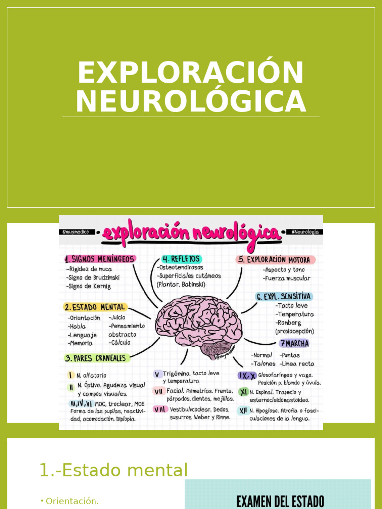 Exploración Neurológica | PDF | Cerebro | Neurología