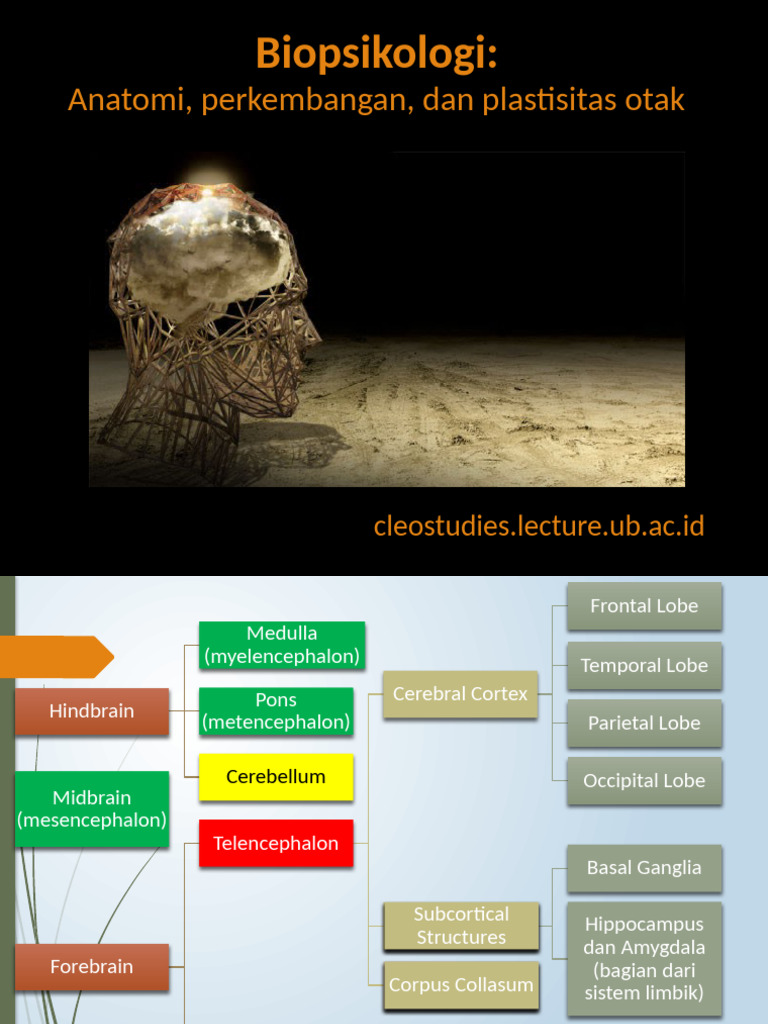Biopsikologi 04 Anatomi Perkembangan Dan Plastisitas Otak | PDF