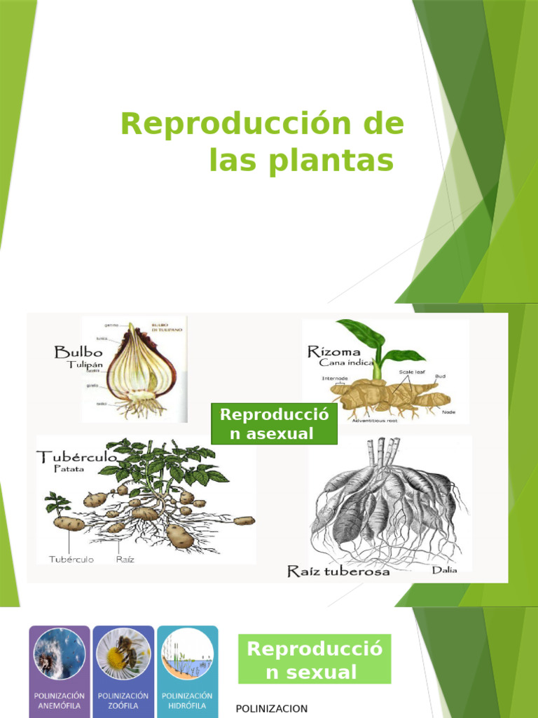 Métodos de Reproducción de Plantas | PDF