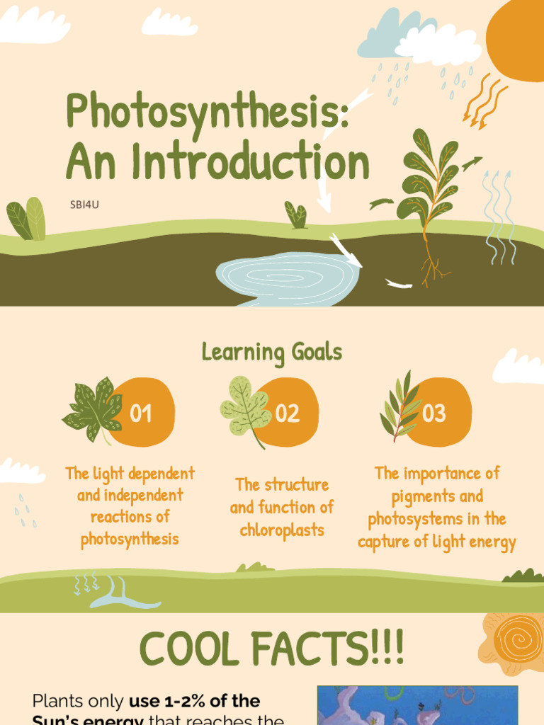 Photosynthesis: Light Reactions Explained | PDF | Chlorophyll ...