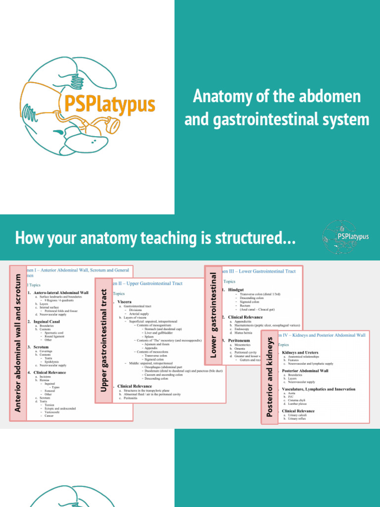 Anatomy of The Gastrointestinal System | PDF | Liver | Pancreas