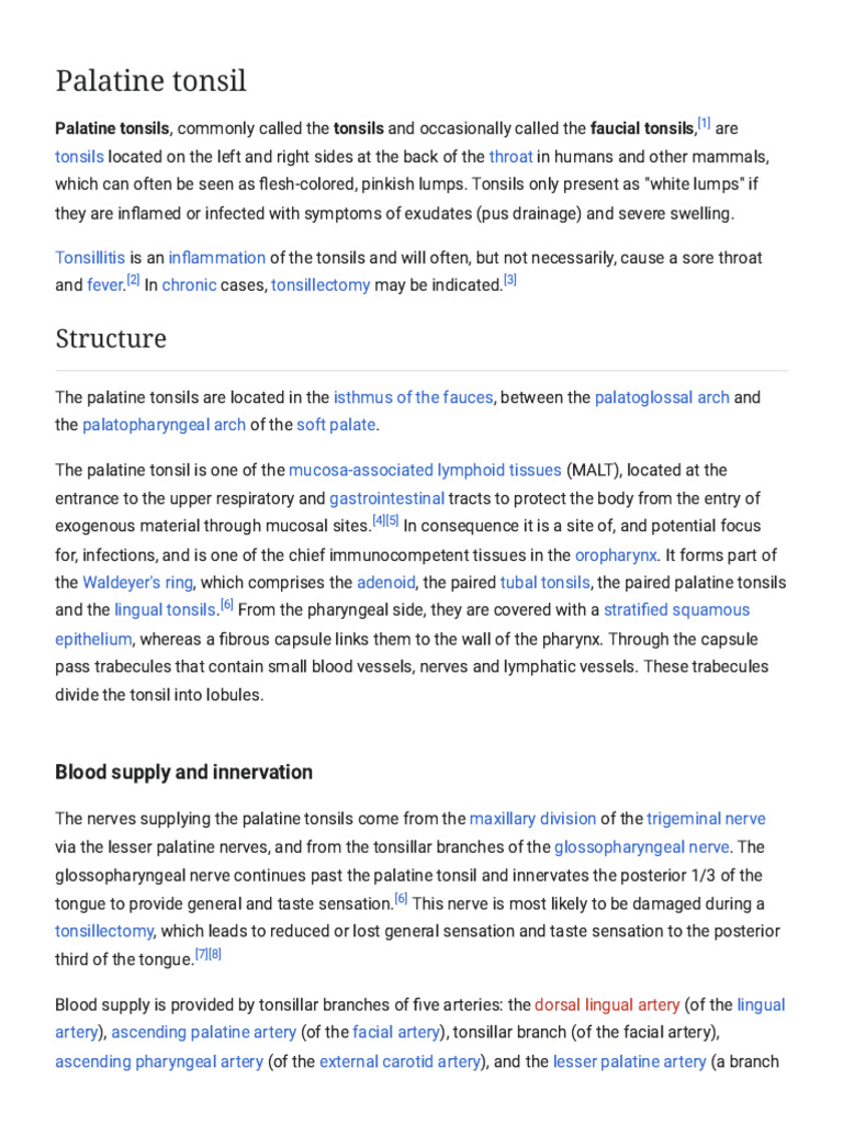 Palatine Tonsil - Wikipedia | PDF | Clinical Medicine | Immunology