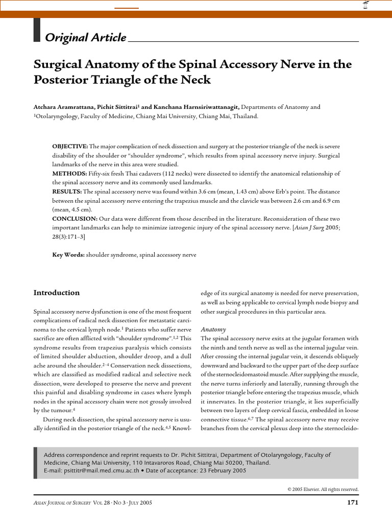 Spinal Accessory Nerve Anatomy at Erb's Point | PDF | Neck | Primate ...