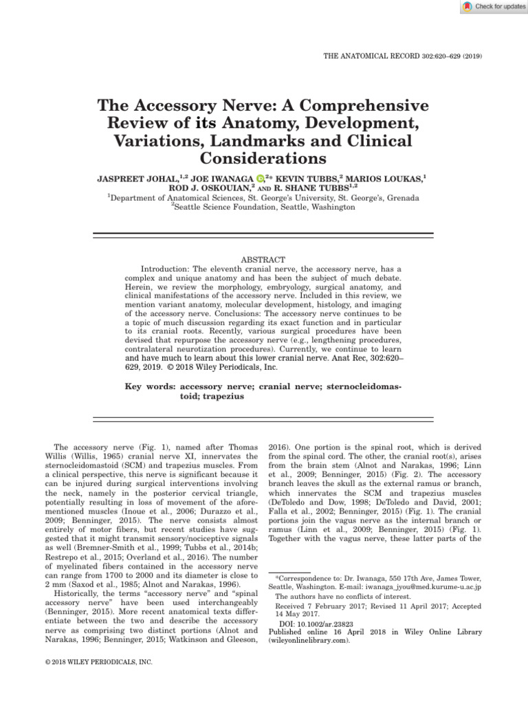 Anatomy of the Accessory Nerve | PDF | Neck | Primate Anatomy