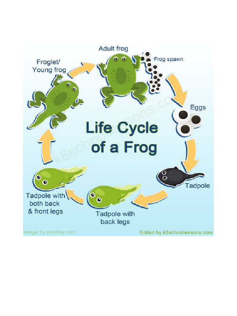 frog life cycle flashcard for kindergarten | PDF