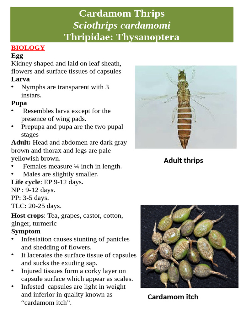 Cardamom Thrips | PDF