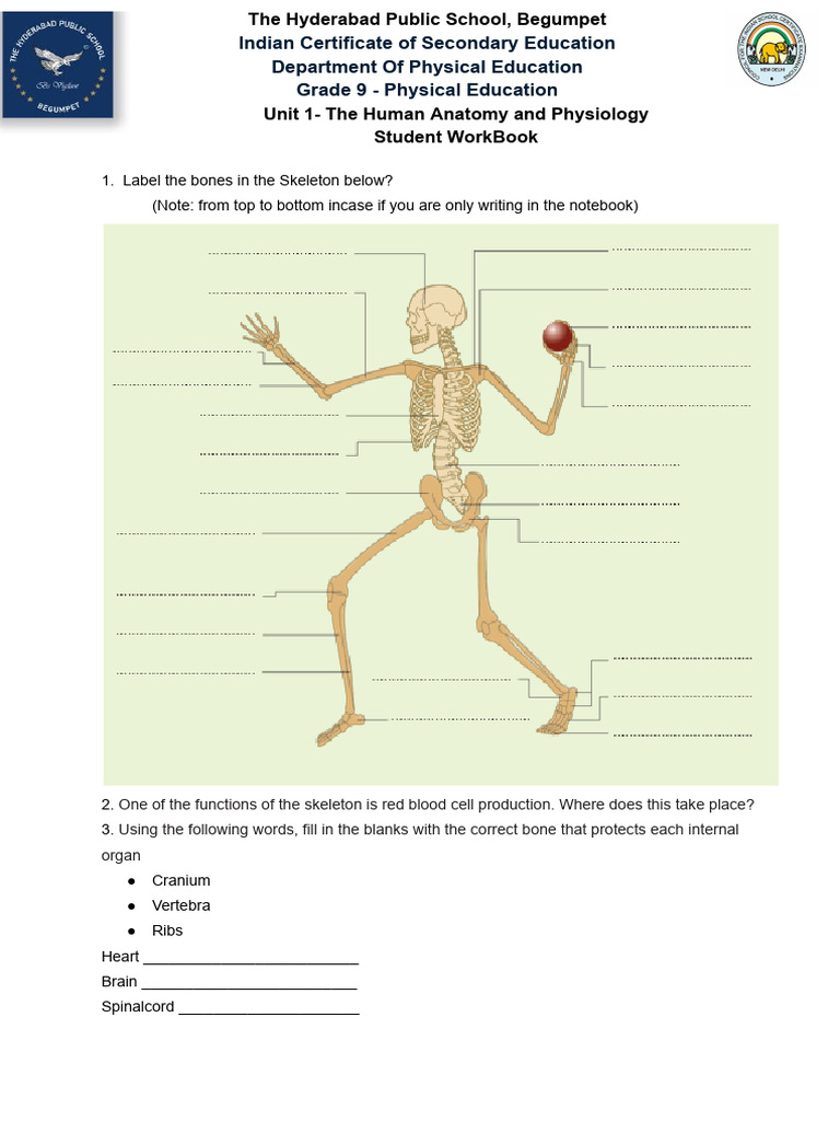 Unit 1 - Skeletal System - Questions | PDF | Skeleton | Anatomical ...