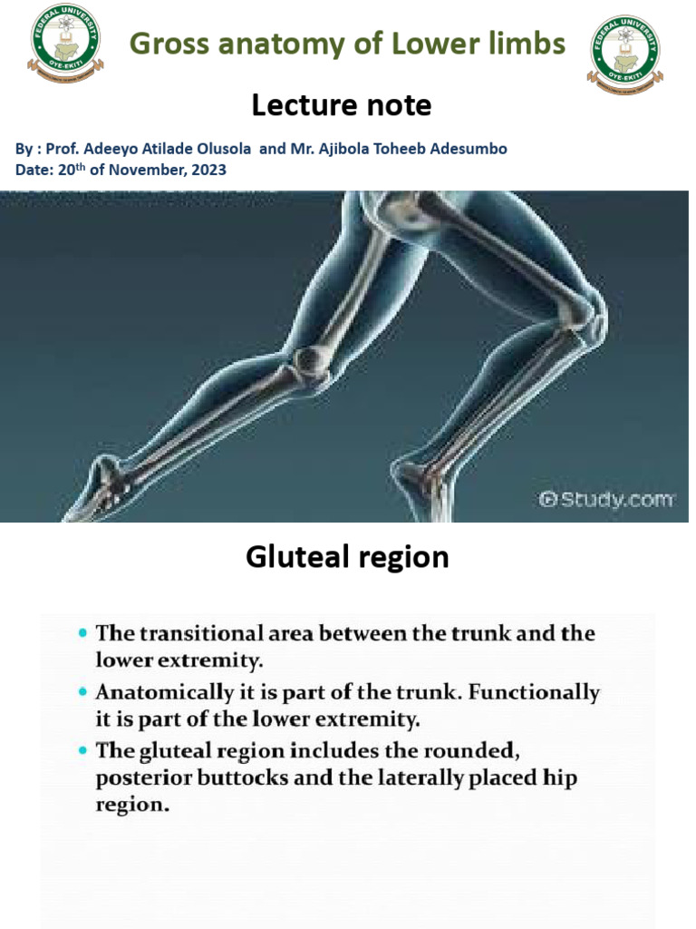 Lower Limb Anatomy Lecture Notes | PDF | Human Leg | Knee